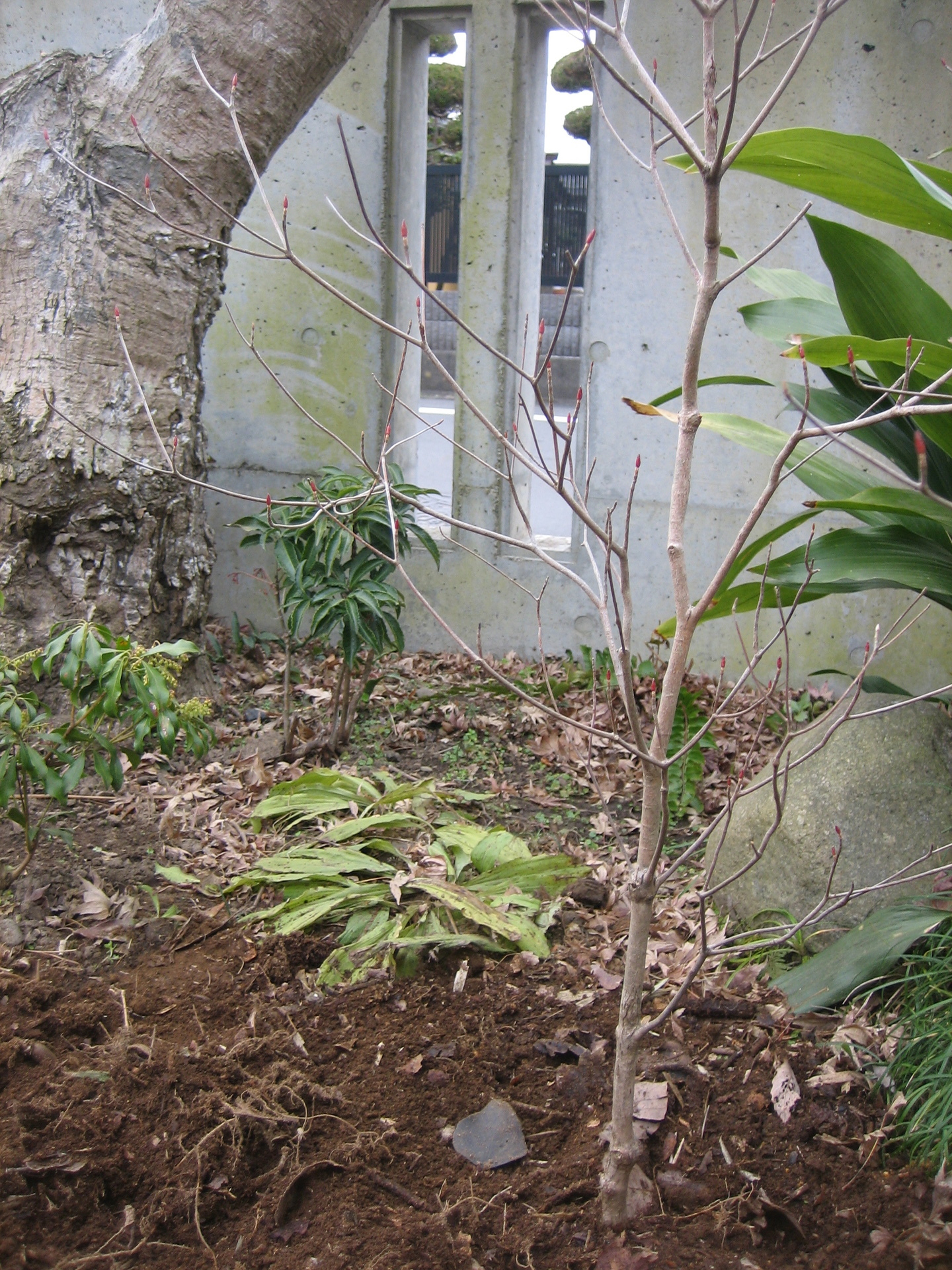 平和の行方: お気楽ばあば奮闘記